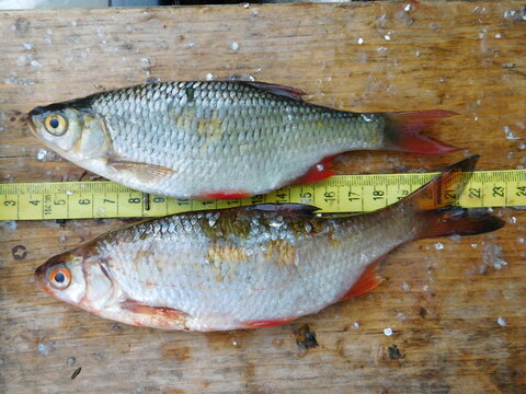 「Cyprinids」の画像 - 5,424 件の Stock 写真、ベクターおよびビデオ | Adobe Stock