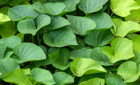 Jalar Images – Browse 91 Stock Photos, Vectors, and Video | Adobe Stock