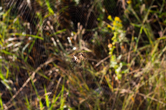 "Corn Spider"-Bilder: Stock-Fotos & -Videos. | Adobe Stock
