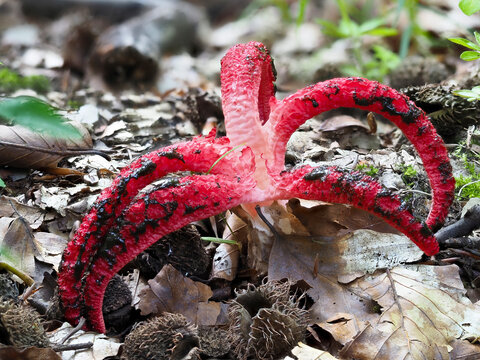 Destruenten Bilder – Durchsuchen 2,440 Archivfotos, Vektorgrafiken und ...