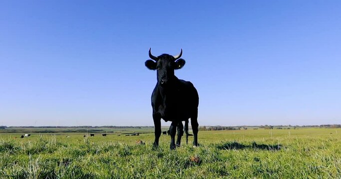 "Cow In Field" Images – Browse 546 Stock Photos, Vectors, and Video ...