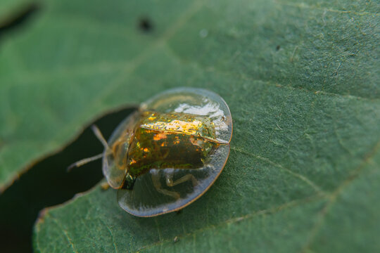 Ipm Bilder – Durchsuchen 238 Archivfotos, Vektorgrafiken und Videos | Adobe Stock