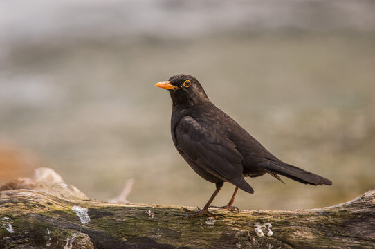 Merlo Images – Browse 2,057 Stock Photos, Vectors, and Video | Adobe Stock