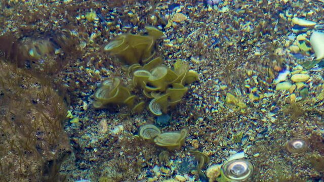 Phaeophyceae Images – Browse 6,222 Stock Photos, Vectors, and Video ...