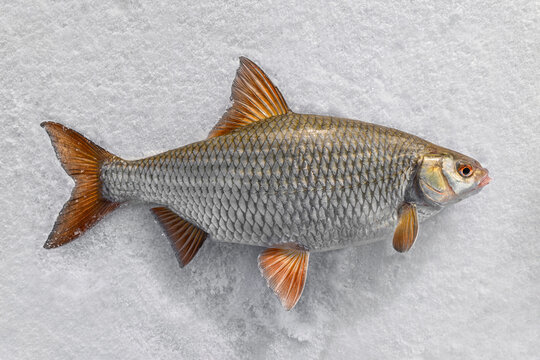 "Roach Fish" Images – Browse 141 Stock Photos, Vectors, and Video ...