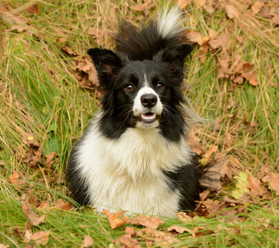 รูปภาพ"Baca – เลือกดูภาพถ่ายสต็อก เวกเตอร์ และวิดีโอ2,038 | Adobe Stock