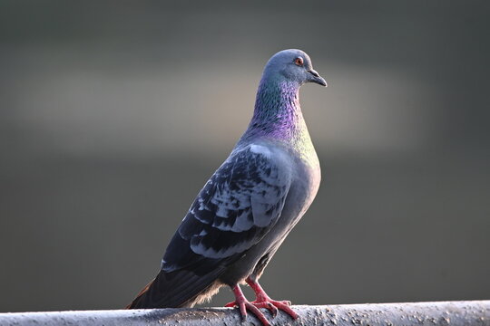 Pegions Images – Browse 167 Stock Photos, Vectors, and Video | Adobe Stock