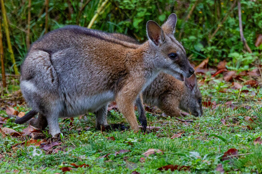 รูปภาพWallabie – เลือกดูภาพถ่ายสต็อก เวกเตอร์ และวิดีโอ204 | Adobe Stock