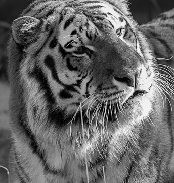 Hunh Images – Browse 13 Stock Photos, Vectors, and Video | Adobe Stock