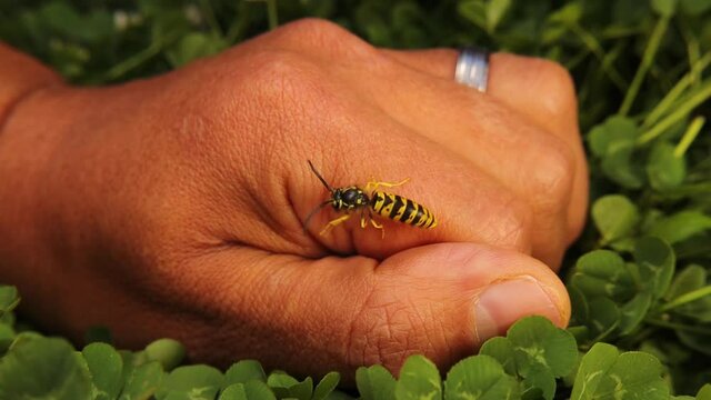 Yellow Jacket Wasp Images – Browse 6,240 Stock Photos, Vectors, and ...