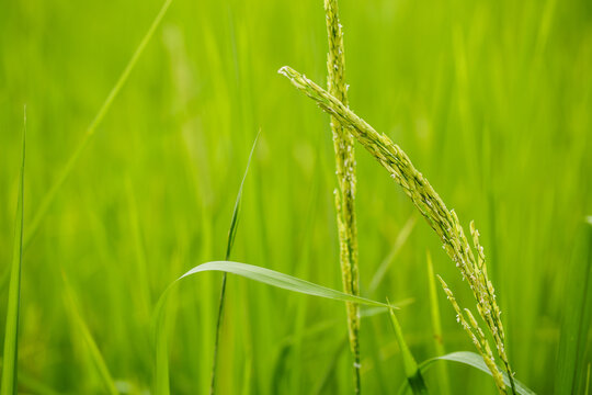 "Rice Flower" Images – Browse 1,055 Stock Photos, Vectors, and Video ...