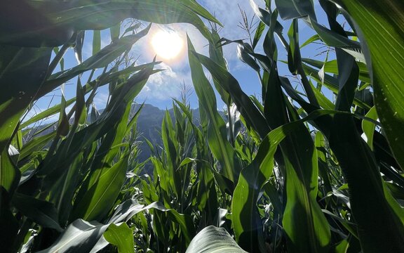 รูปภาพMais – เลือกดูภาพถ่ายสต็อก เวกเตอร์ และวิดีโอ40,556 | Adobe Stock