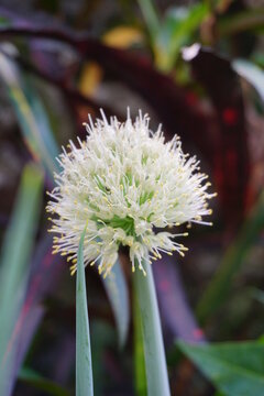"Persian Leek"-Bilder: Stock-Fotos & -Videos. | Adobe Stock