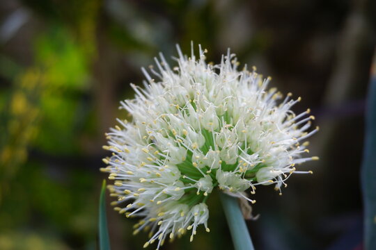 "Persian Leek" Bilder – Durchsuchen 72 Archivfotos, Vektorgrafiken und ...