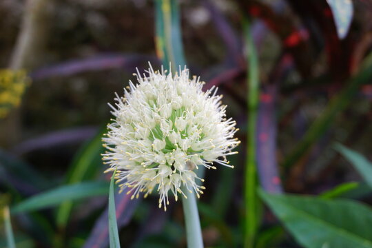 "Persian Leek" Bilder – Durchsuchen 72 Archivfotos, Vektorgrafiken und ...