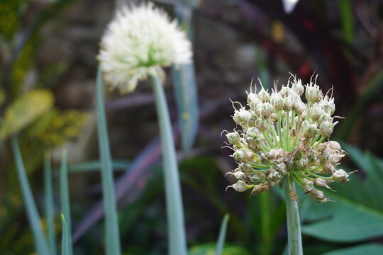 "Persian Leek" Bilder – Durchsuchen 72 Archivfotos, Vektorgrafiken und ...