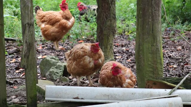 Hen Video Footage – Browse 36,799 HD Stock Video and Footage | Adobe Stock