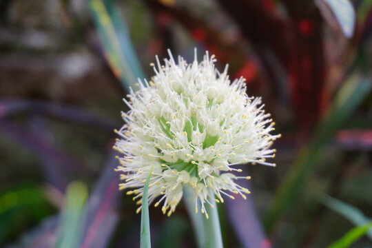 "Persian Leek"-Bilder: Stock-Fotos & -Videos. | Adobe Stock