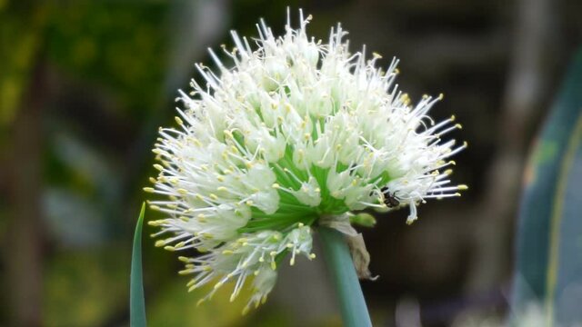 "Persian Leek" Bilder – Durchsuchen 68 Archivfotos, Vektorgrafiken und ...