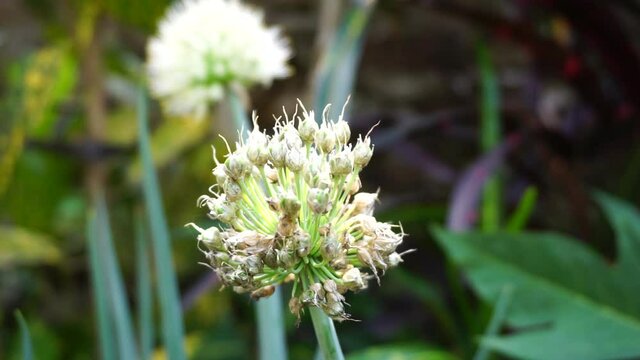 "Persian Leek" Bilder – Durchsuchen 72 Archivfotos, Vektorgrafiken und ...