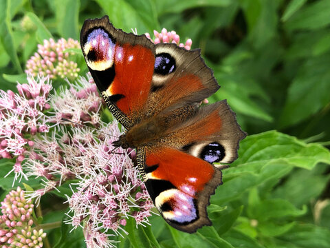 Pfauenauge bilder – Bläddra bland 2,315 stockfoton, vektorer och videor ...