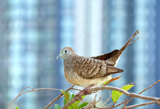 Kurokutok Bilder – Durchsuchen 1,578 Archivfotos, Vektorgrafiken und ...