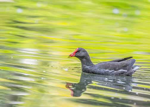 รูปภาพWater-Hen – เลือกดูภาพถ่ายสต็อก เวกเตอร์ และวิดีโอ108 | Adobe Stock