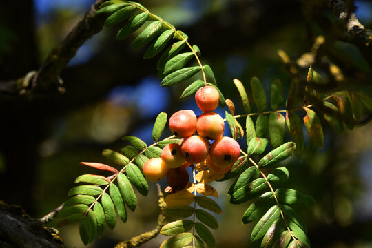 "Sorb Apple" Bilder – Durchsuchen 1,346 Archivfotos, Vektorgrafiken und ...