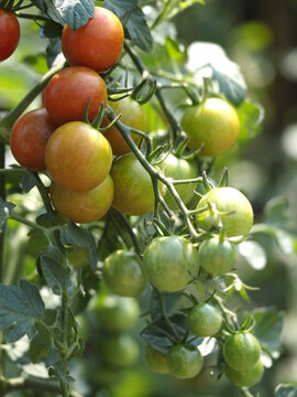 Tomatenstaude Bilder – Durchsuchen 394 Archivfotos, Vektorgrafiken und ...