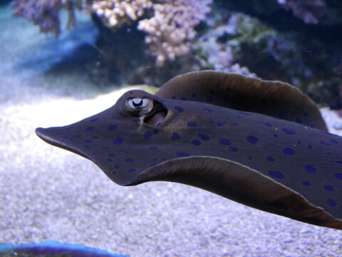 รูปภาพRochen – เลือกดูภาพถ่ายสต็อก เวกเตอร์ และวิดีโอ2,368 | Adobe Stock