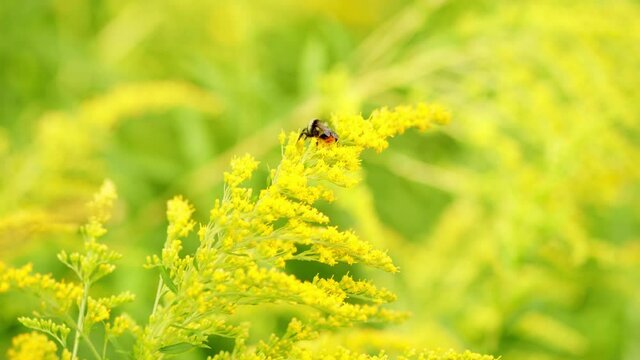 Solidago Images – Browse 16,512 Stock Photos, Vectors, and Video ...