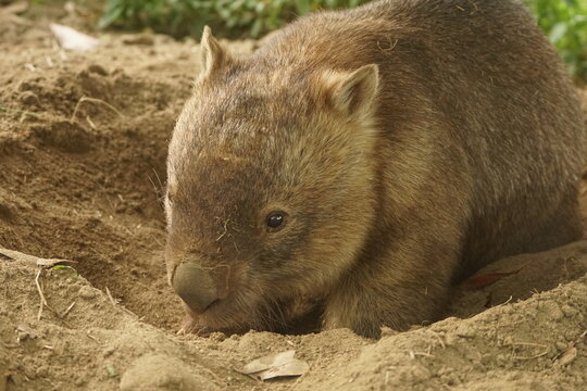 Vombatidae Bilder – Durchsuchen 5,661 Archivfotos, Vektorgrafiken und ...