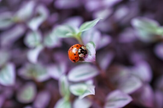 รูปภาพCoccinelle – เลือกดูภาพถ่ายสต็อก เวกเตอร์ และวิดีโอ4,472 | Adobe ...