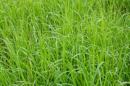 Sweet-Grass Images – Browse 49 Stock Photos, Vectors, and Video | Adobe ...