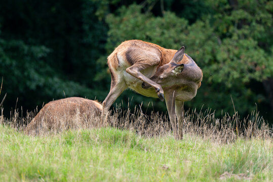 รูปภาพBiche – เลือกดูภาพถ่ายสต็อก เวกเตอร์ และวิดีโอ5,362 | Adobe Stock