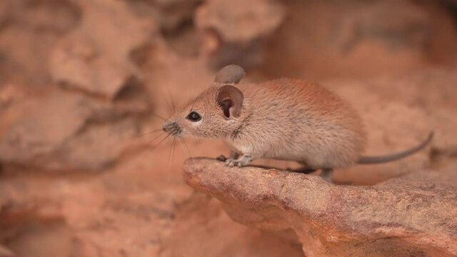 "Spiny Mouse" Images – Browse 246 Stock Photos, Vectors, and Video ...