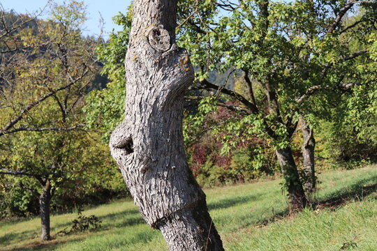 「Pfropf」の写真素材 | 10件の無料イラスト画像 | Adobe Stock