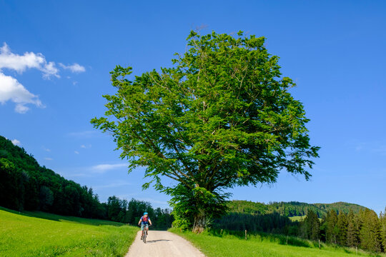 Eschenbaum-Bilder: Stock-Fotos & -Videos. | Adobe Stock