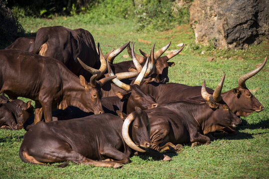 รูปภาพBovid – เลือกดูภาพถ่ายสต็อก เวกเตอร์ และวิดีโอ40,158 | Adobe Stock