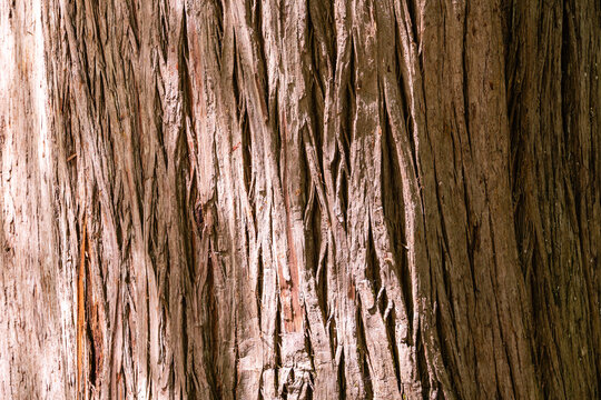 Semi-Evergreen Images – Browse 423 Stock Photos, Vectors, and Video ...