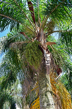 Queen Anne Palm Fruit