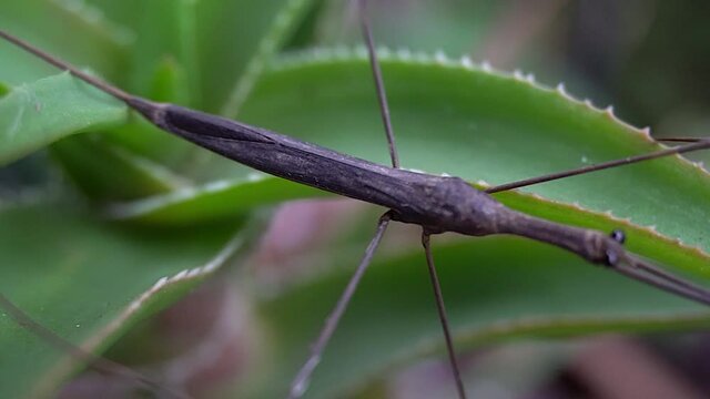 Nepidae bilder – Bläddra bland 177 stockfoton, vektorer och videor ...