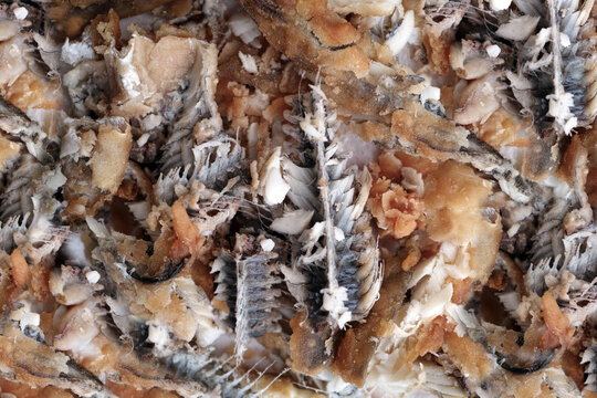 รูปภาพGnawed – เลือกดูภาพถ่ายสต็อก เวกเตอร์ และวิดีโอ23,503 | Adobe Stock