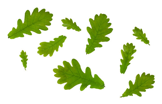 Eichenlaub Bilder – Durchsuchen 475,707 Archivfotos, Vektorgrafiken und ...