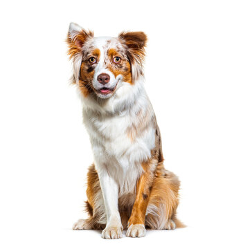 What Is A Red Merle Dog
