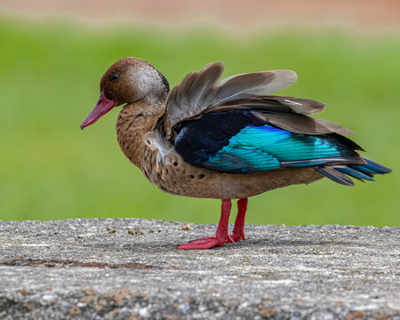 Brazilian Teal