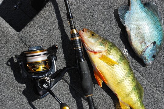 "Black Crappie" Bilder – Durchsuchen 115 Archivfotos, Vektorgrafiken ...