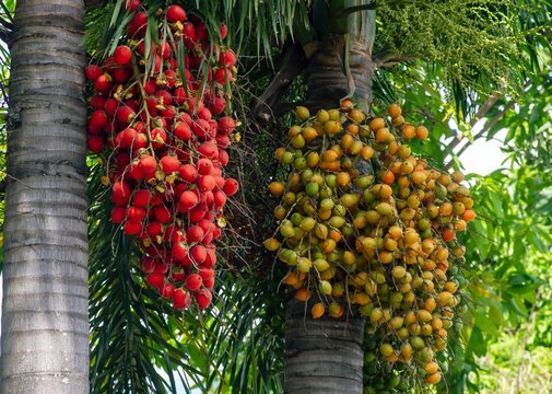 Areca Bilder – Durchsuchen 7,205 Archivfotos, Vektorgrafiken und Videos ...