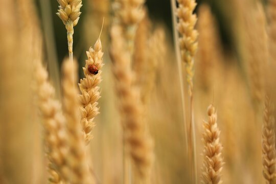 "Spiga Di Grano"-Bilder: Stock-Fotos & -Videos. | Adobe Stock
