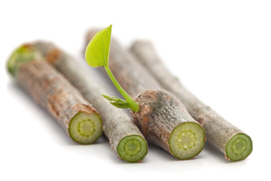 Giloy Images – Browse 157 Stock Photos, Vectors, and Video | Adobe Stock